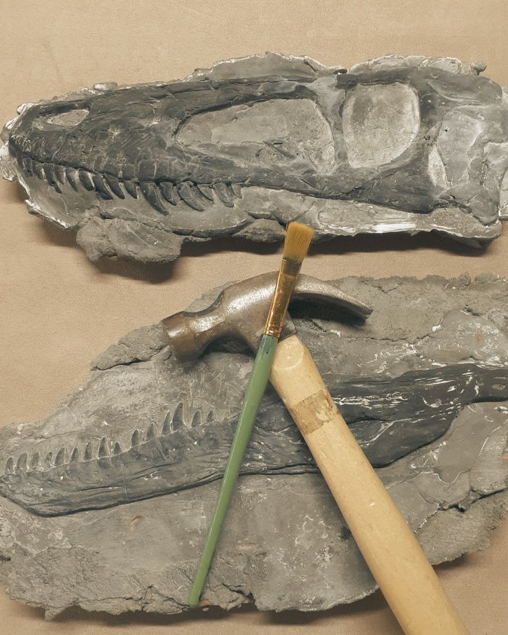 Fossil Hunters | Western Australian Museum