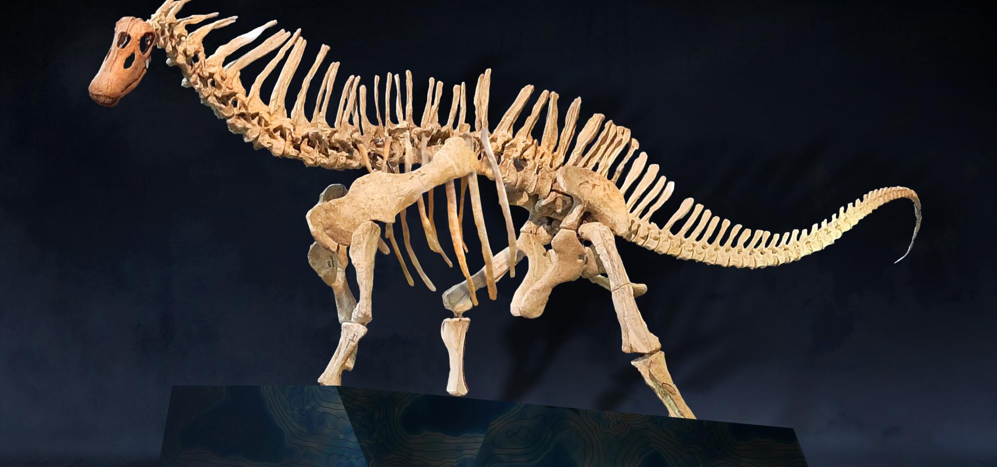 Amargasaurus cazaui | Western Australian Museum