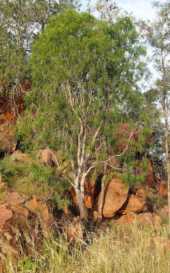 Native Apricot | Western Australian Museum