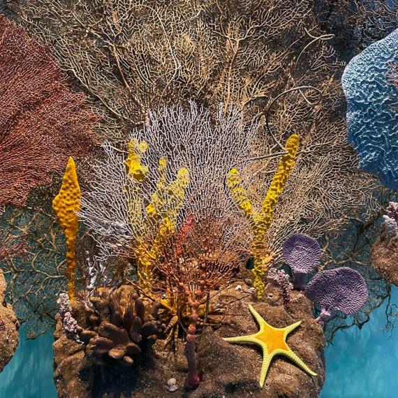 Meet the Museum | Western Australian Museum